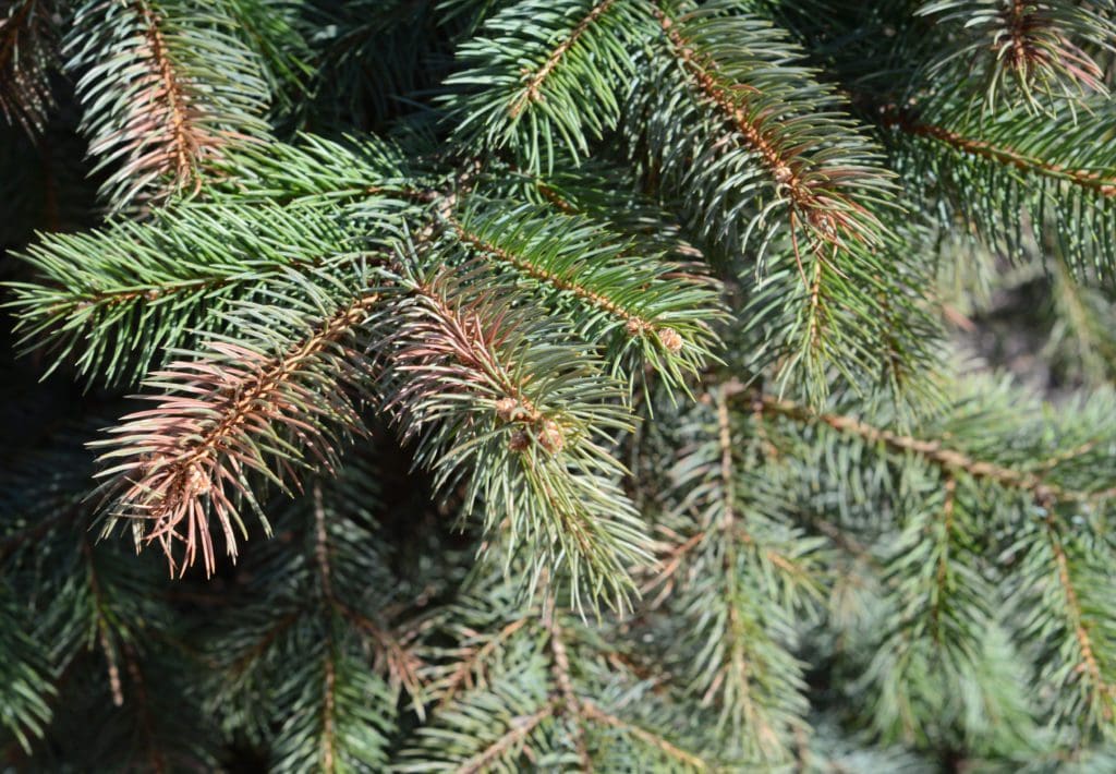 Keeping Winter Salt from Destroying Landscaping - USA Gypsum